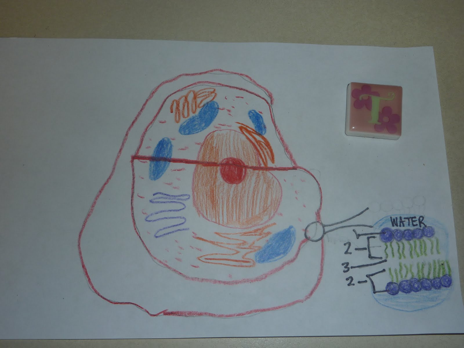 Biology Final 2010: #49 Eukaryotic Animal Cell