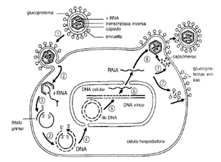 VIROLOGIA MEDICA: RETROVIRUS ssRNA (+) RT