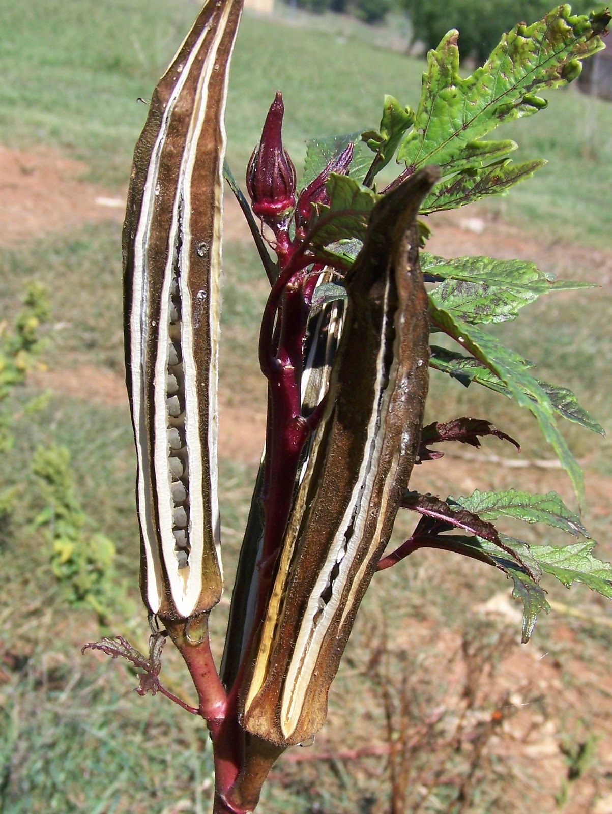 At the Butterfly Ball: Seed Saving ~ Let's share seeds 2010