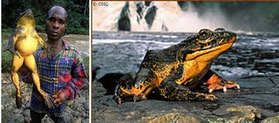 - CHISPAS INTERESANTES -: Las 10 ranas mas fascinantes del mundo