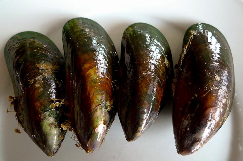 vinograd: N Z Beauty - Green Mussels