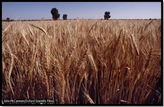 Alimentos y Técnicas Culinarias: TRIGO (Español.) WHEAT (Ingles.)