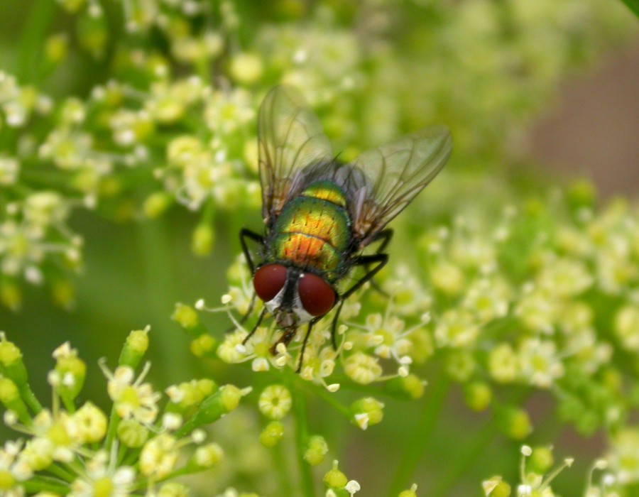 Facets and Fractals: A swirling zentangle and a beautiful fly