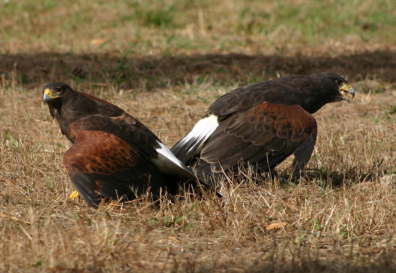 National Geographics: harris hawks african eagle