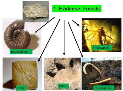 IB Notes: 1: Taxonomy levels, 2. Evidence for Evolution