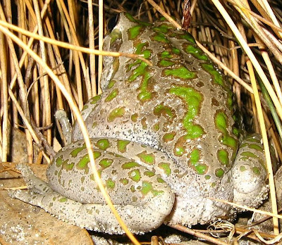 Esperance Blog: Litoria cyclorhyncha, one big happy frog.