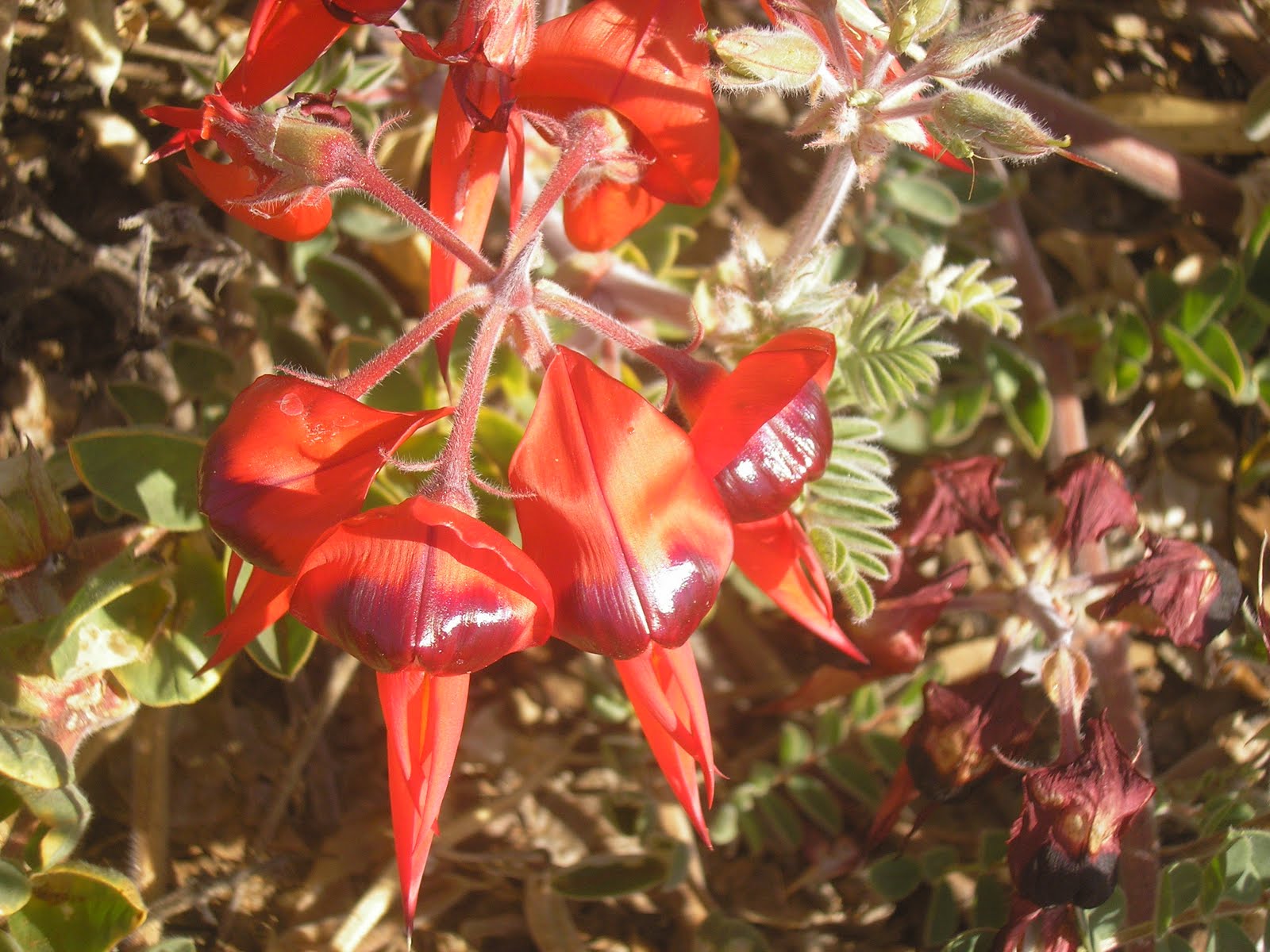 Whereiswitchwae?: Spring Wildflowers