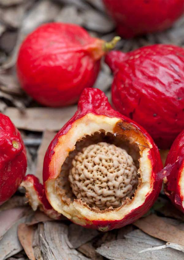 xo.sorcha.ox: Quandong Crumble Pie