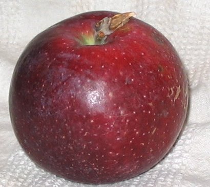 Goodby, Willams Pride - Adam's Apples