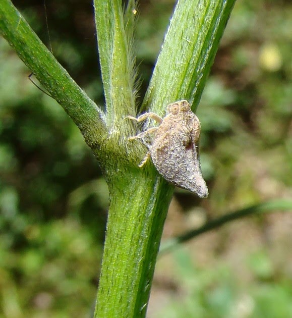 Natureza-em-movimento: Bicho espinho - Issidae