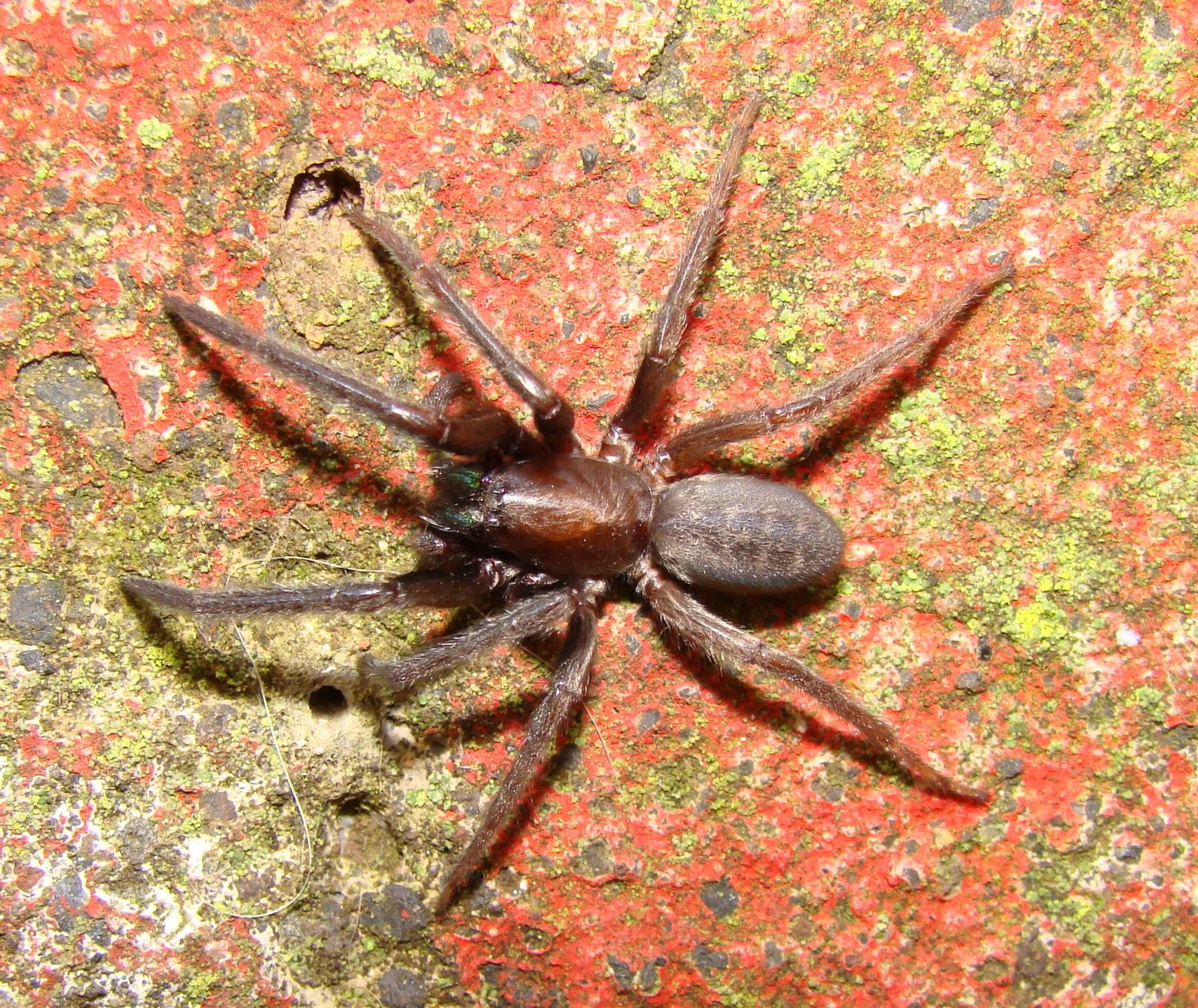 Natureza-em-movimento: Aranha teia-de-funil (segestria florentina)