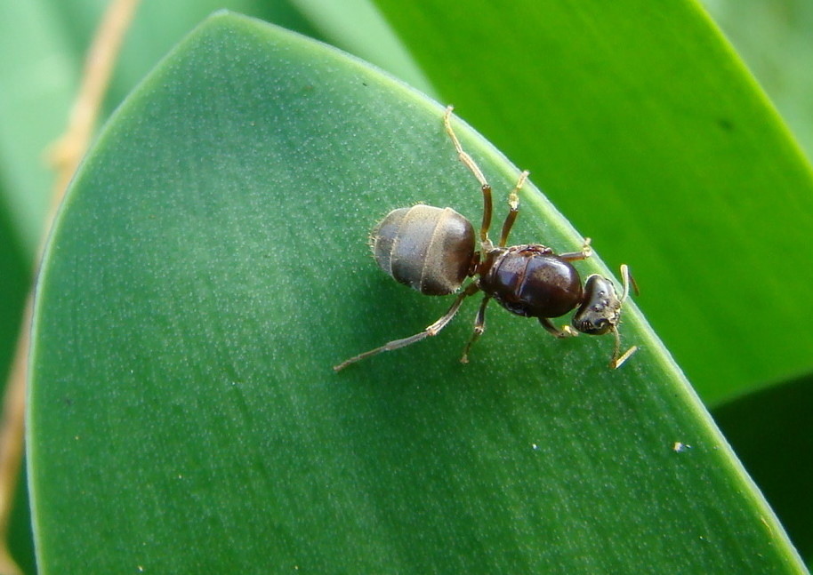 Natureza-em-movimento: Formiga - Lasius grandis (Formicidae)