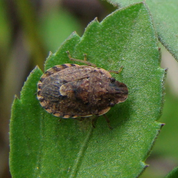 Natureza-em-movimento: Percevejo castanho