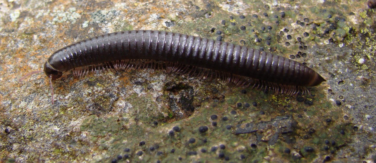 Natureza-em-movimento: 13/01/2011