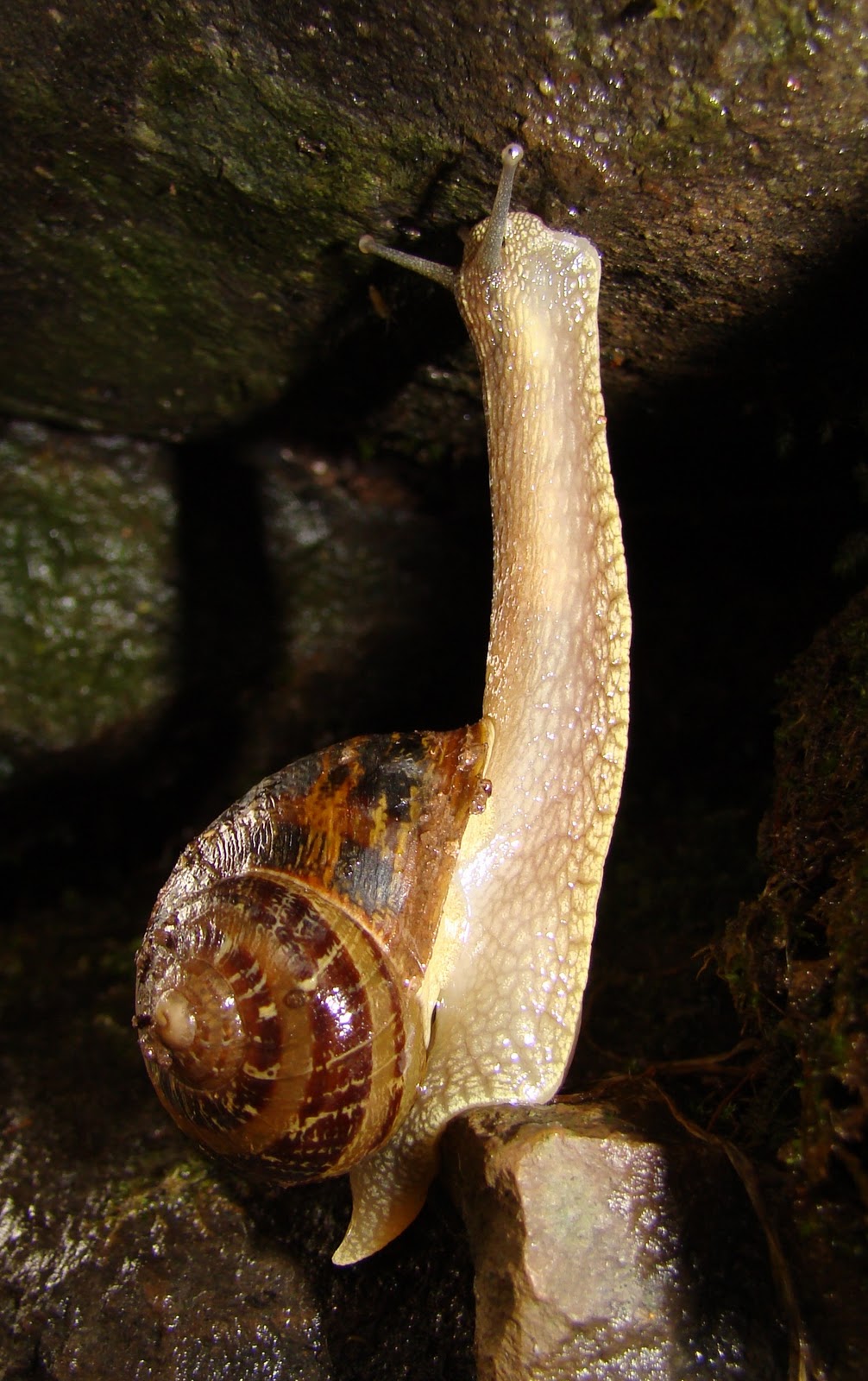 Natureza-em-movimento: Caracol - caracoleta