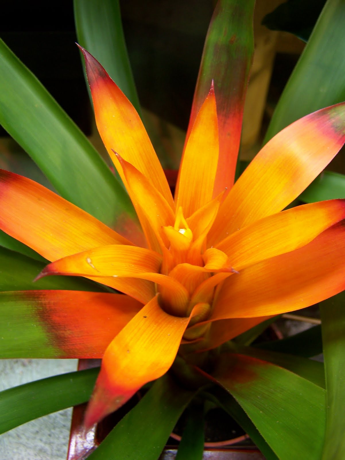 Exotic Plants: Tropical Color