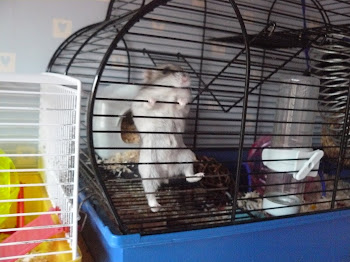 hamsters zijn cool