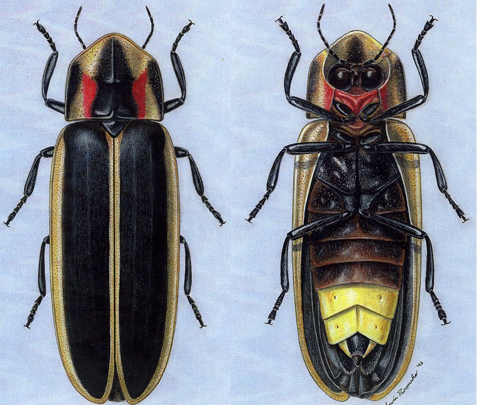 KIKO'S HOUSE: Science Sunday: Unlocking The Mystery Of Why Fireflies ...