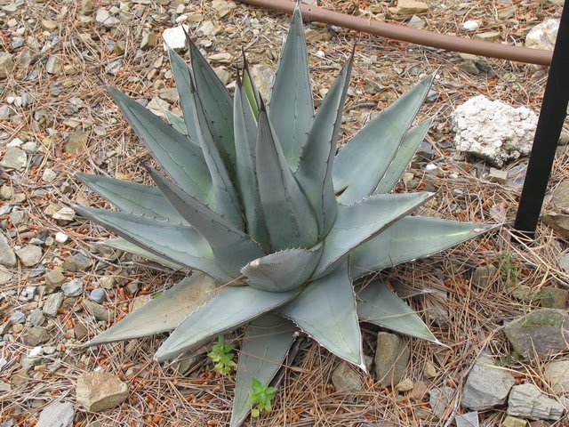 Naturaleza espinosa: Agave pumila