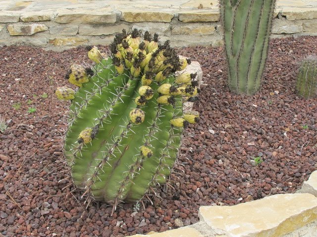 Naturaleza espinosa: Ferocactus alamosanus