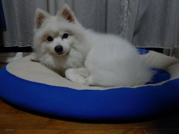 Japanese Spitz Club Singapore: Japanese Spitz for Adoption