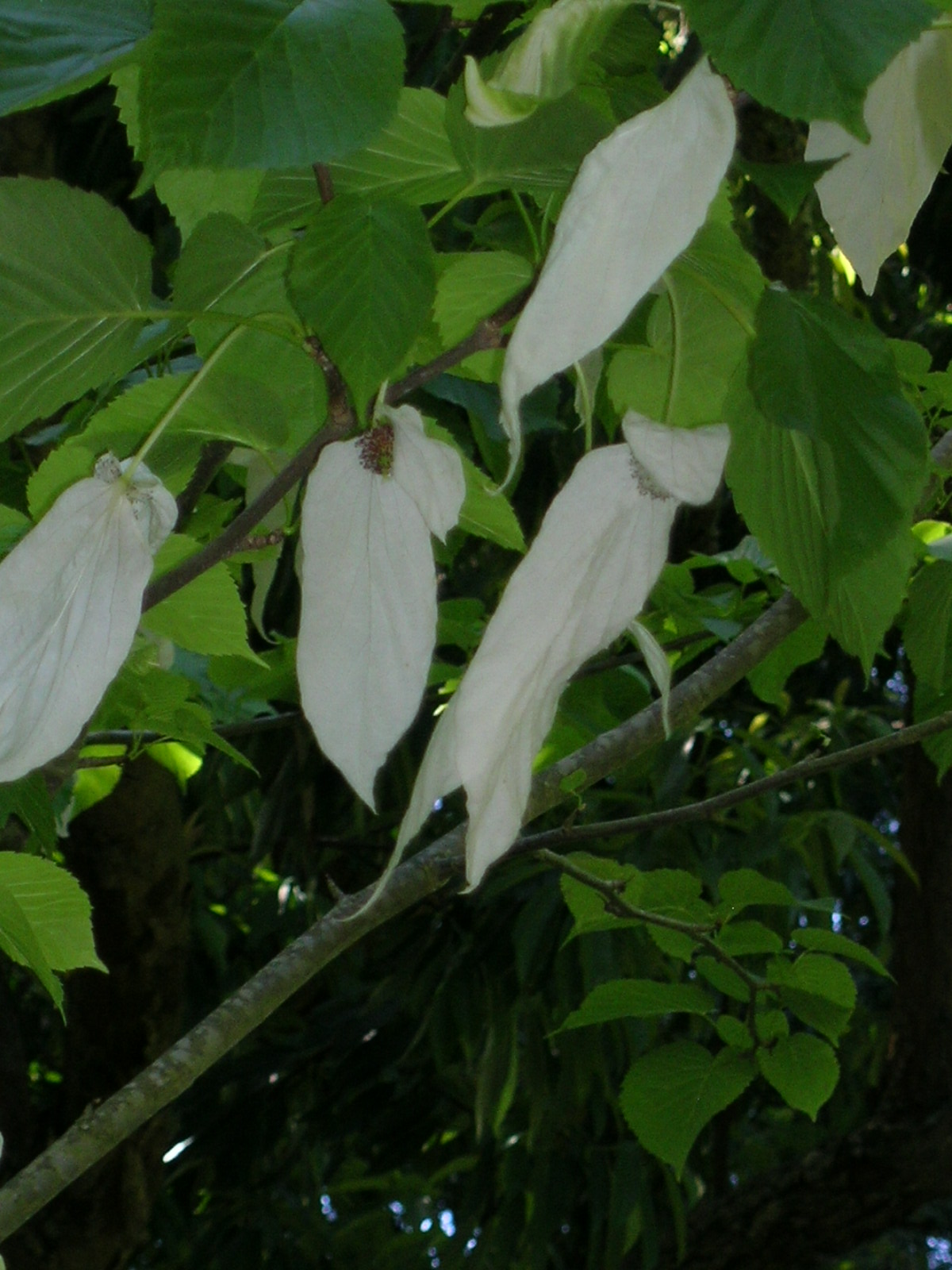 Berkeley Butterfly Blog: Davidia involucrata--Dove Tree