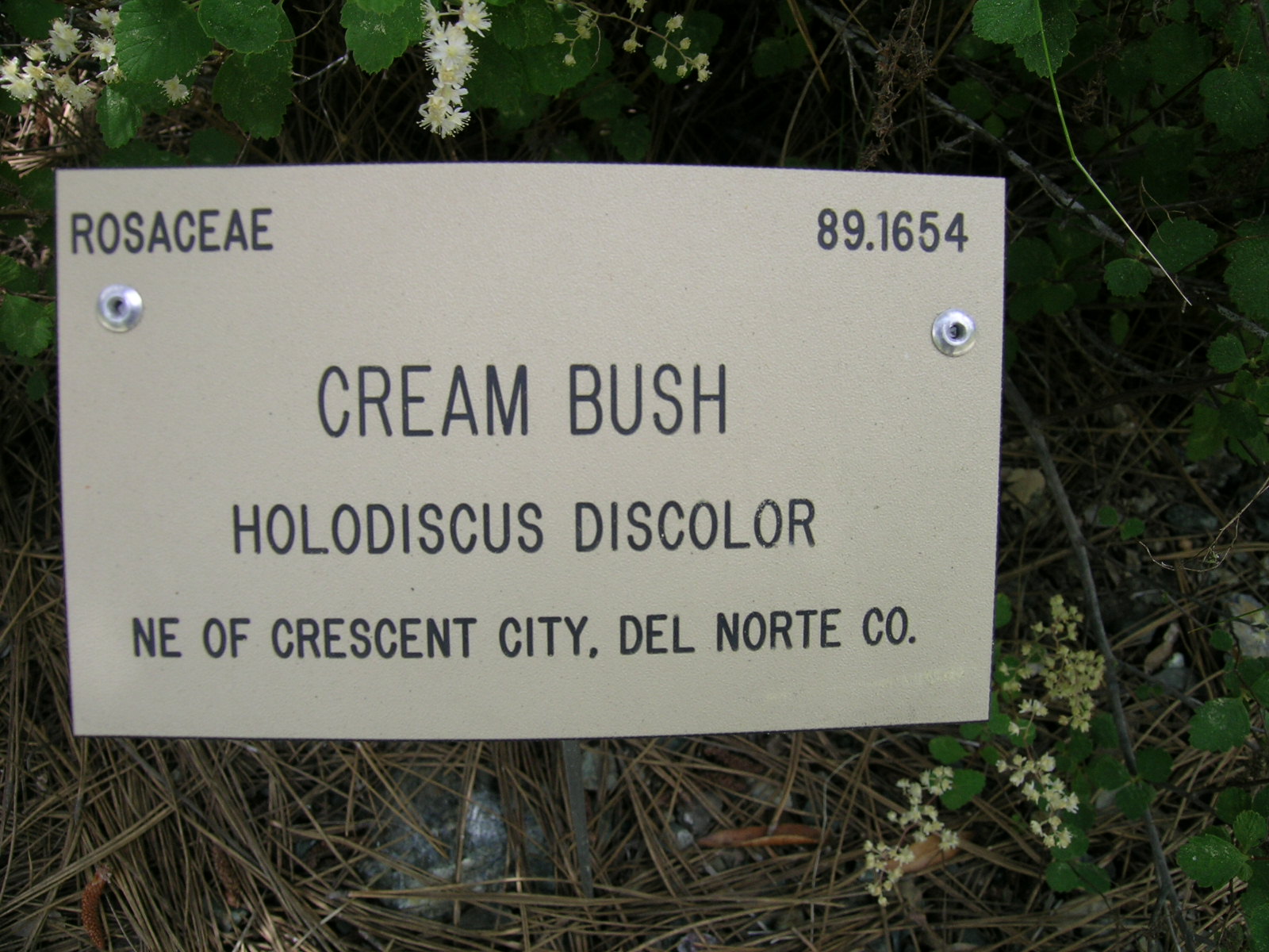 Berkeley Butterfly Blog: Holodiscus discolor--Cream Bush--Ocean Spray