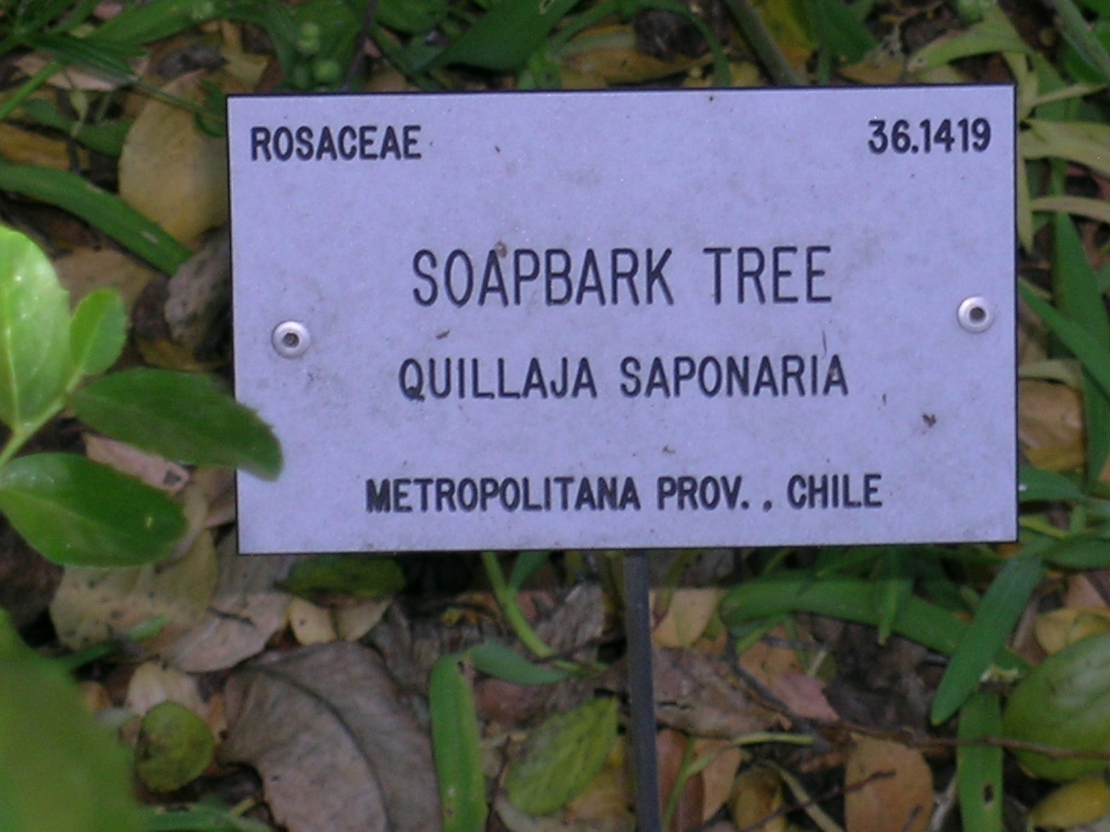 Berkeley Butterfly Blog: Soapbark Tree--Quillaja saponaria