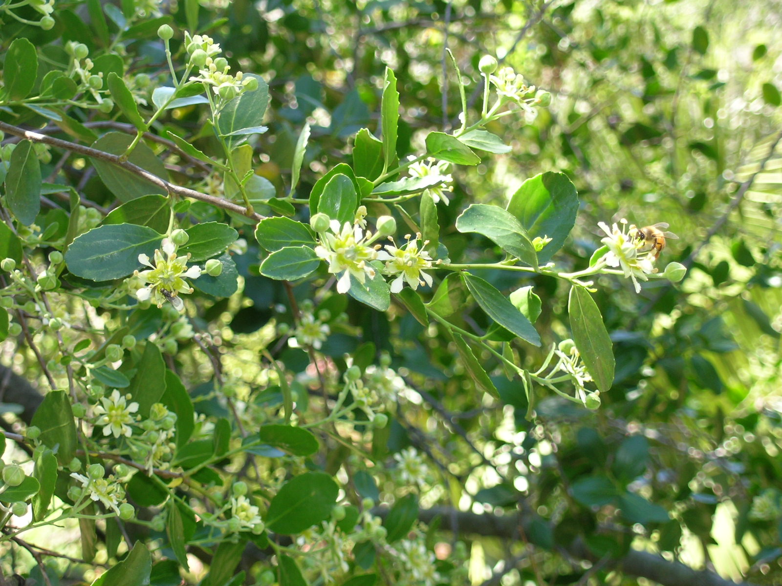 Berkeley Butterfly Blog: Soapbark Tree--Quillaja saponaria