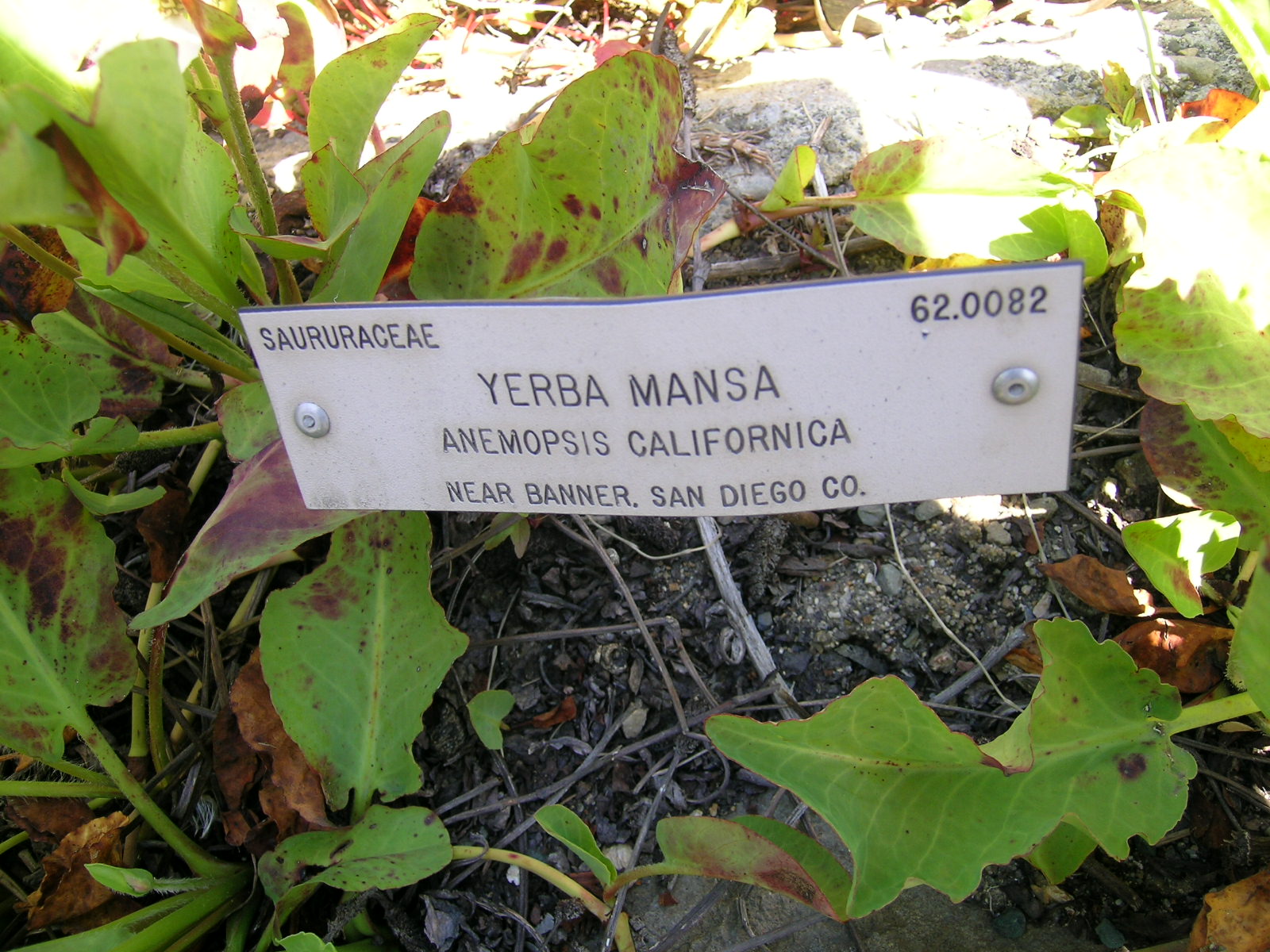 Berkeley Butterfly Blog: Anemopsis Californica--Yerba Mansa