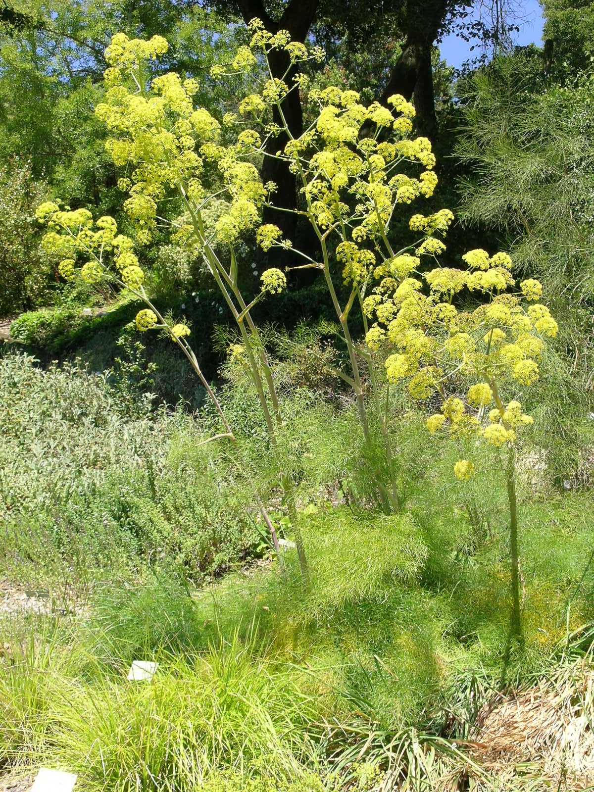 Berkeley Butterfly Blog: Ferula communis