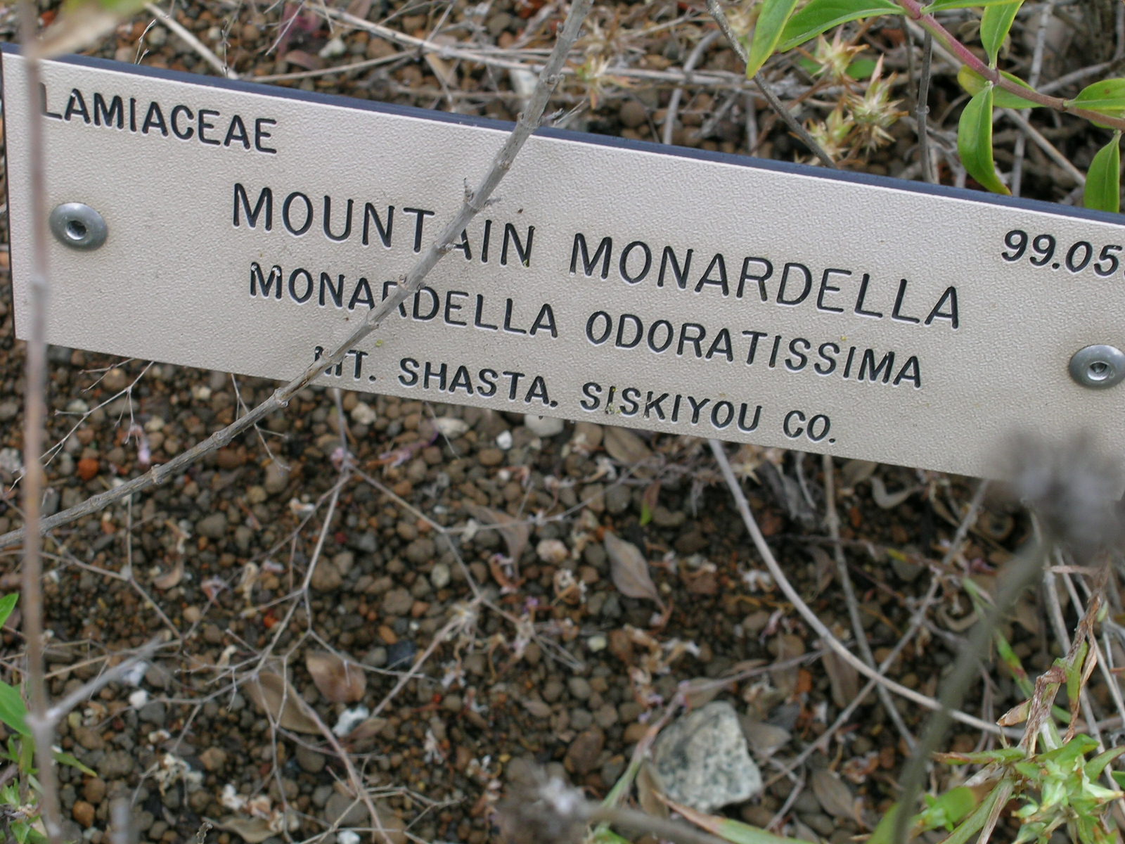 Berkeley Butterfly Blog: Monardella odoratissima-Mountain Monardella