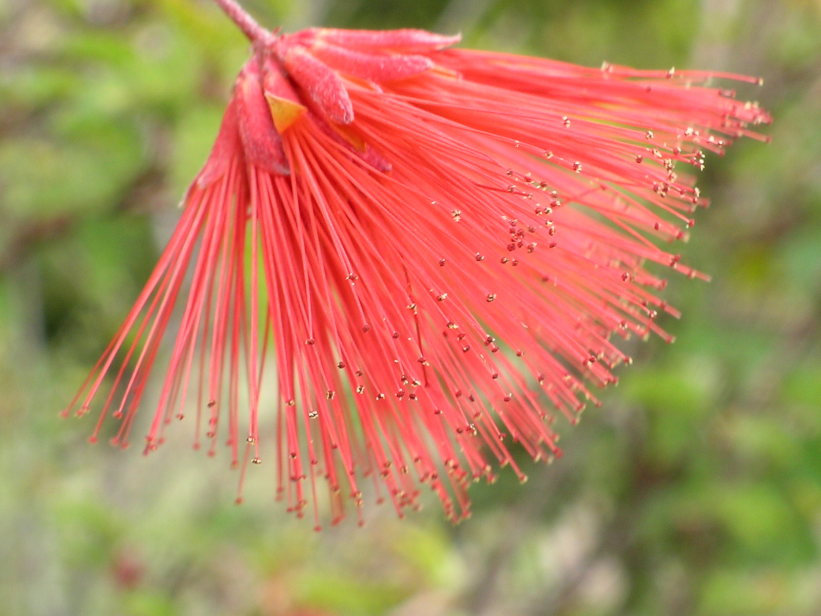 Berkeley Butterfly Blog: Calliandra californica--Baja Fairy Duster