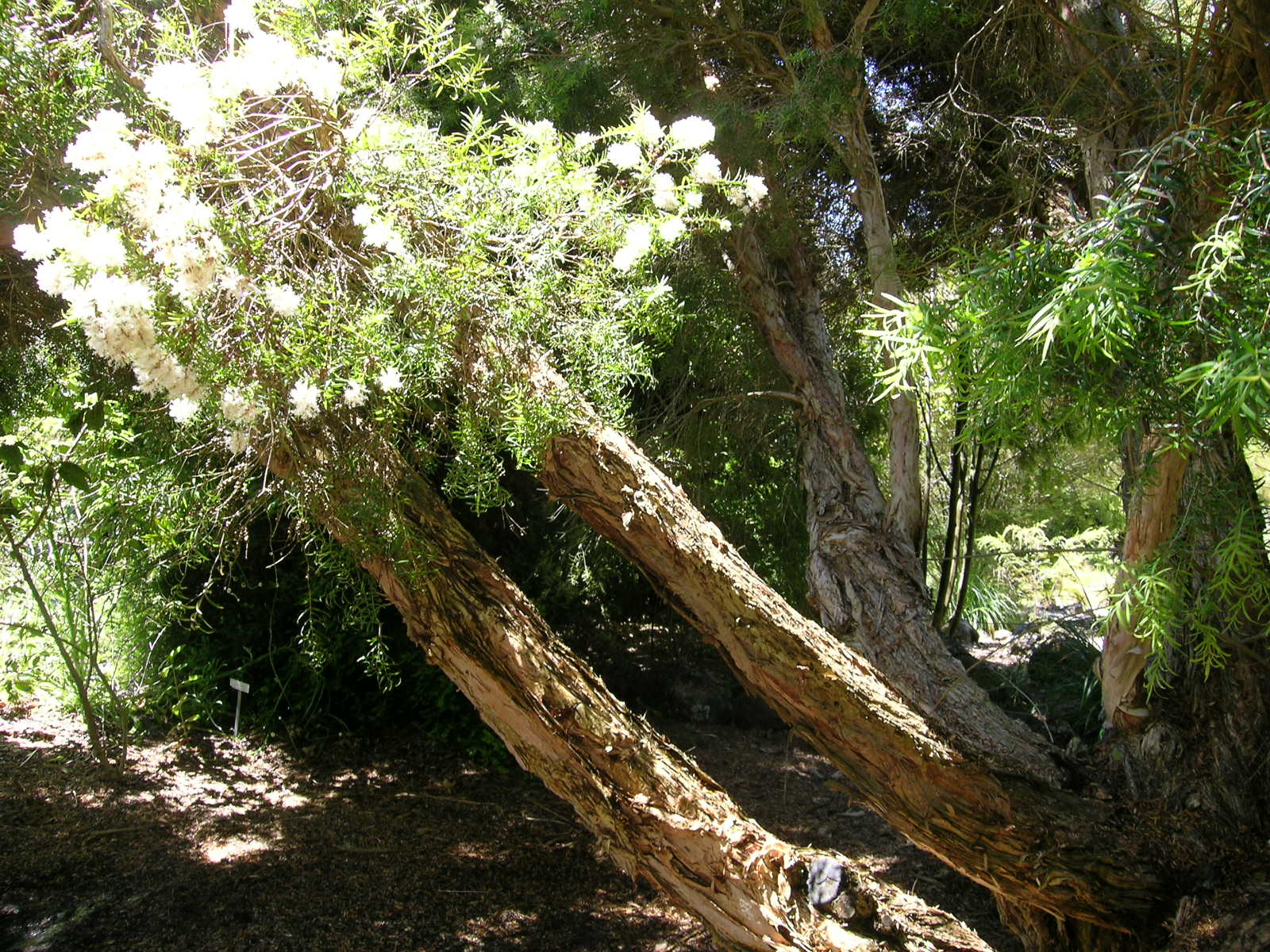 Berkeley Butterfly Blog: Melaleuca linariifolia-Cajeput Tree