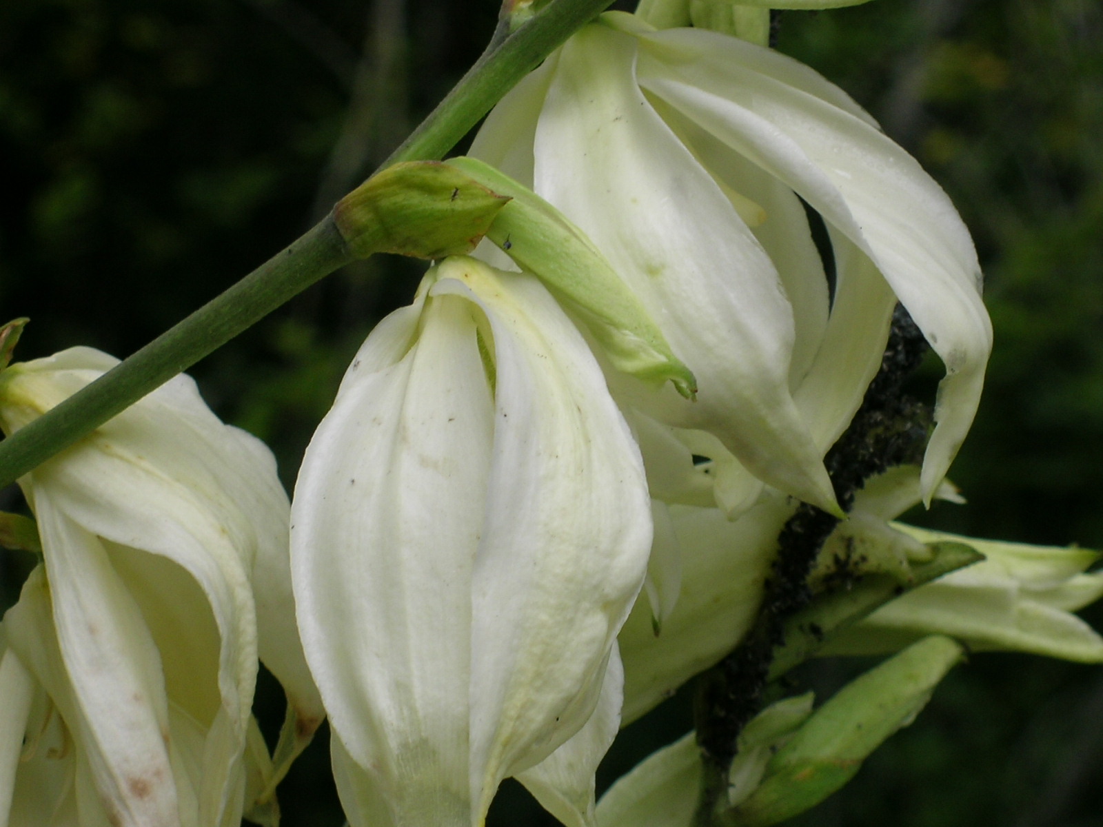 Berkeley Butterfly Blog: Yucca filamentosa--Adam's Needle