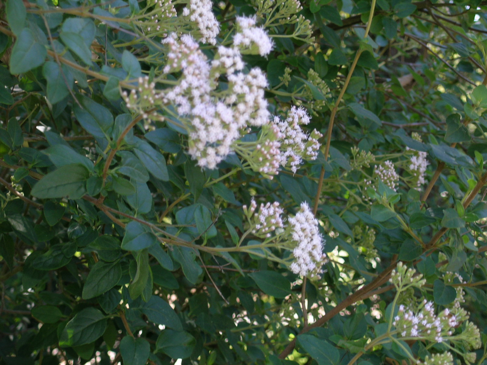 Berkeley Butterfly Blog: Ageratina ligustrina--Eupatorium-Asteraceae