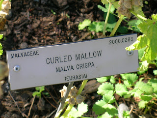 Berkeley Butterfly Blog: Malva crispa--Curled Mallow and Ladies