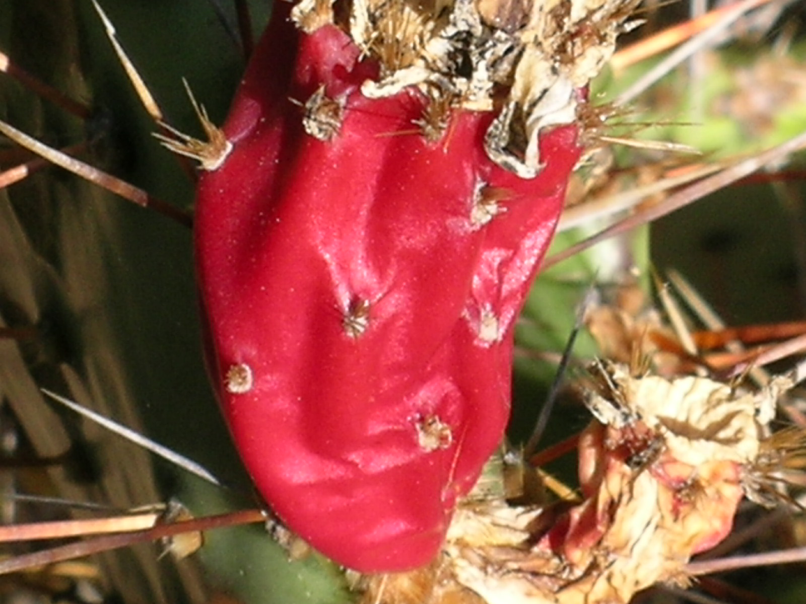 Berkeley Butterfly Blog: Opuntia phaeacantha--Prickly Pear--Cactaceae