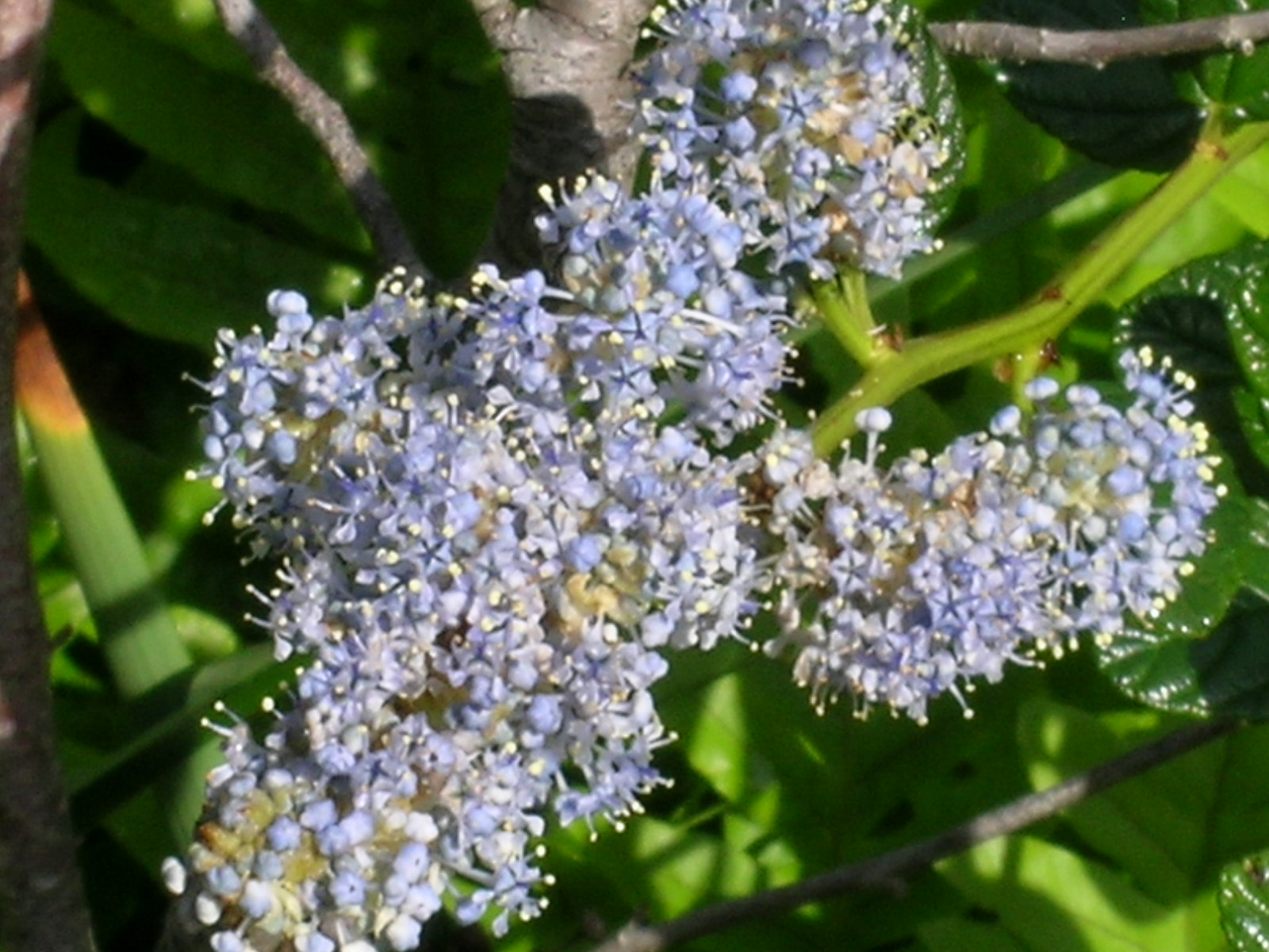 Berkeley Butterfly Blog: Ceanothus griseus v horizontalis--Carmel Ceanothus