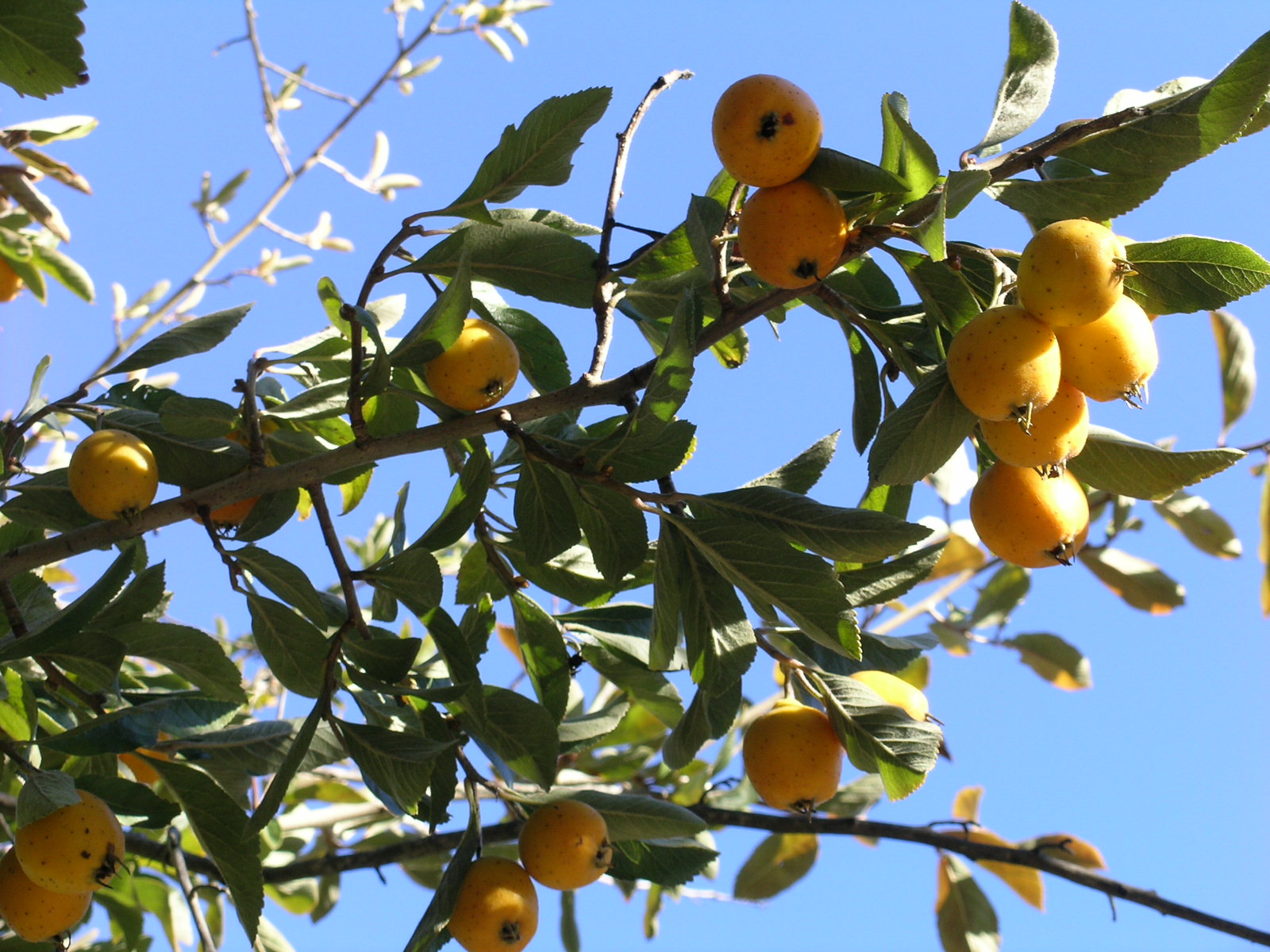 Berkeley Butterfly Blog: Crataegus pubescens, C. mexicana, Tejocote