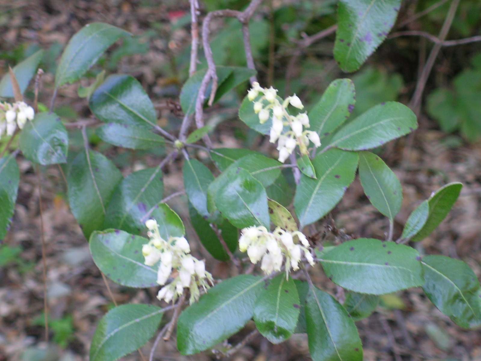Berkeley Butterfly Blog: Comarostaphylis diversifolia--Island Summer Holly