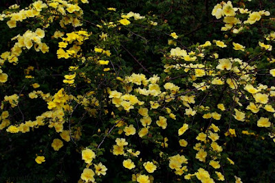 Life Is Not a Bed of Roses: Rosa Ecae Golden Chersonese