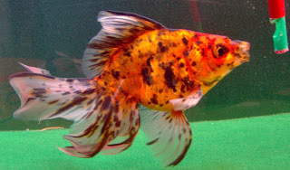 Aqua Gold: Calico Goldfish