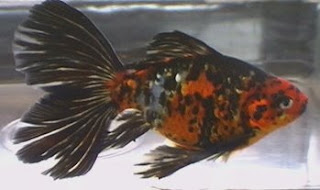 Aqua Gold: Shubunkin Goldfish