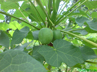 POKOK JARAK @ JATROPHA CURCAS
