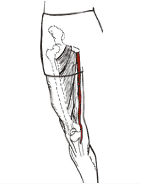 FISIOESPACIO PILATES: LOS MÚSCULOS DE LA RODILLA