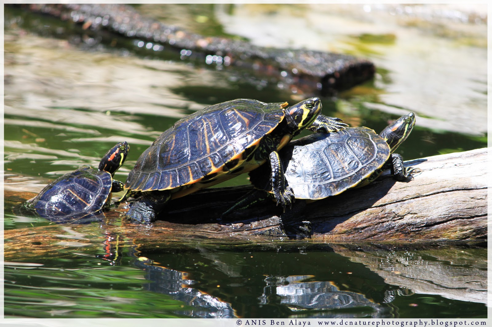 Washington DC Photography: Turtle
