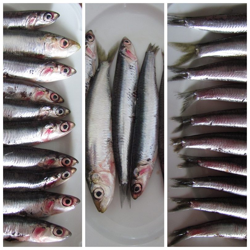 kuchnia pod wulkanem: Alici marinate, czyli sardele marynowane