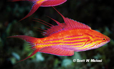 Gobies to Grizzlies: A NEW FLASHER WRASSE (PARACHEILINUS)?