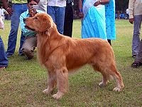 Animales!: Perros!... Golden Retriever!